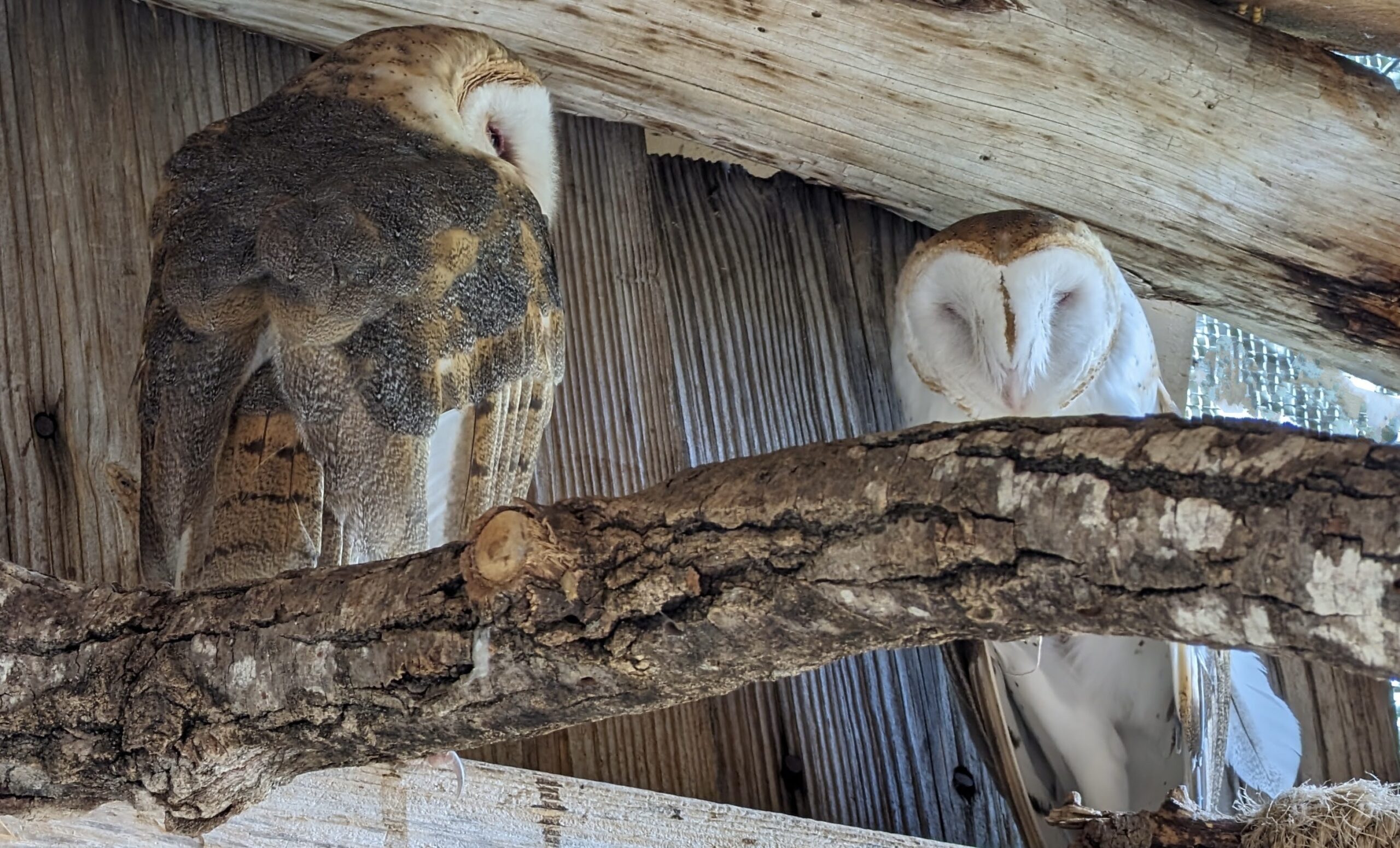 Austin Nature and Science Center - Austin