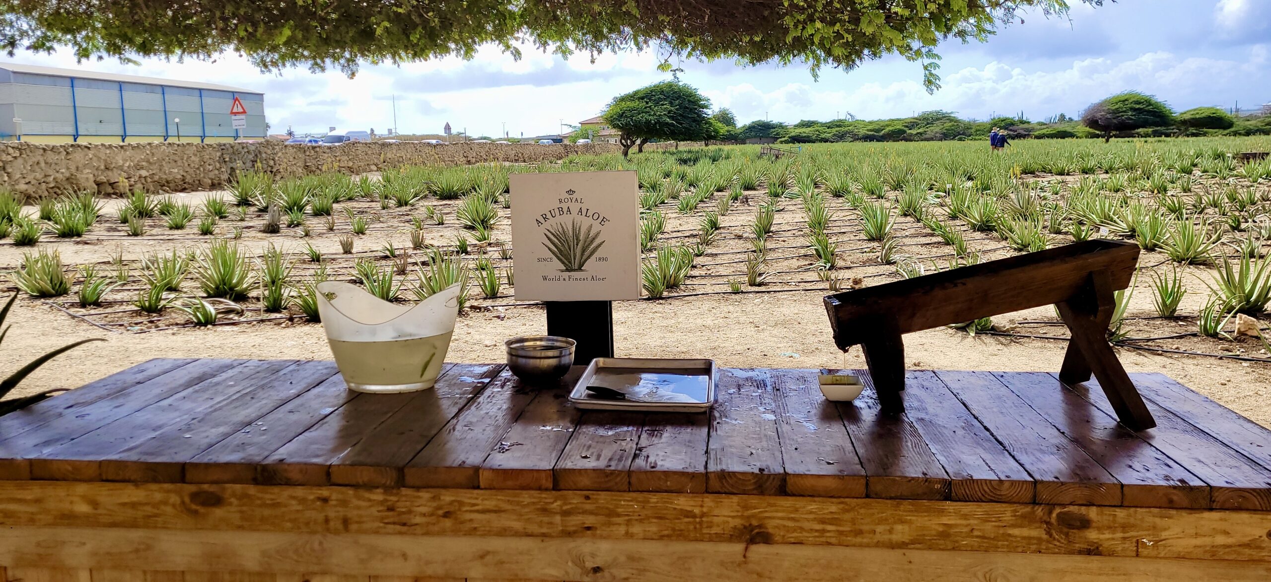 Aruba Aloe Factory Museum and Store - Aruba