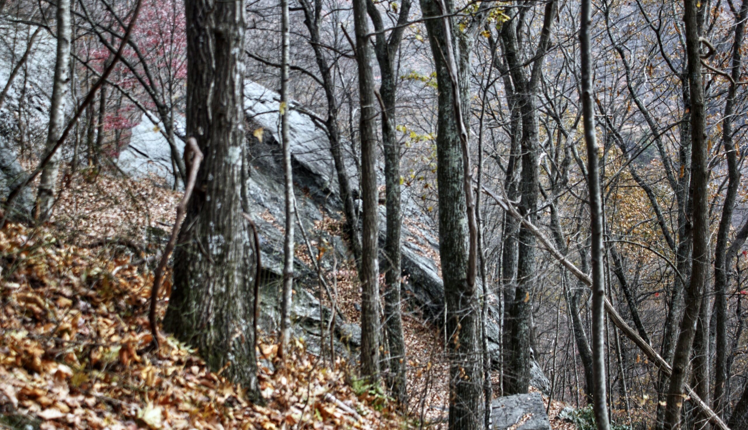 Devil's Den Nature Preserve - Blue Ridge