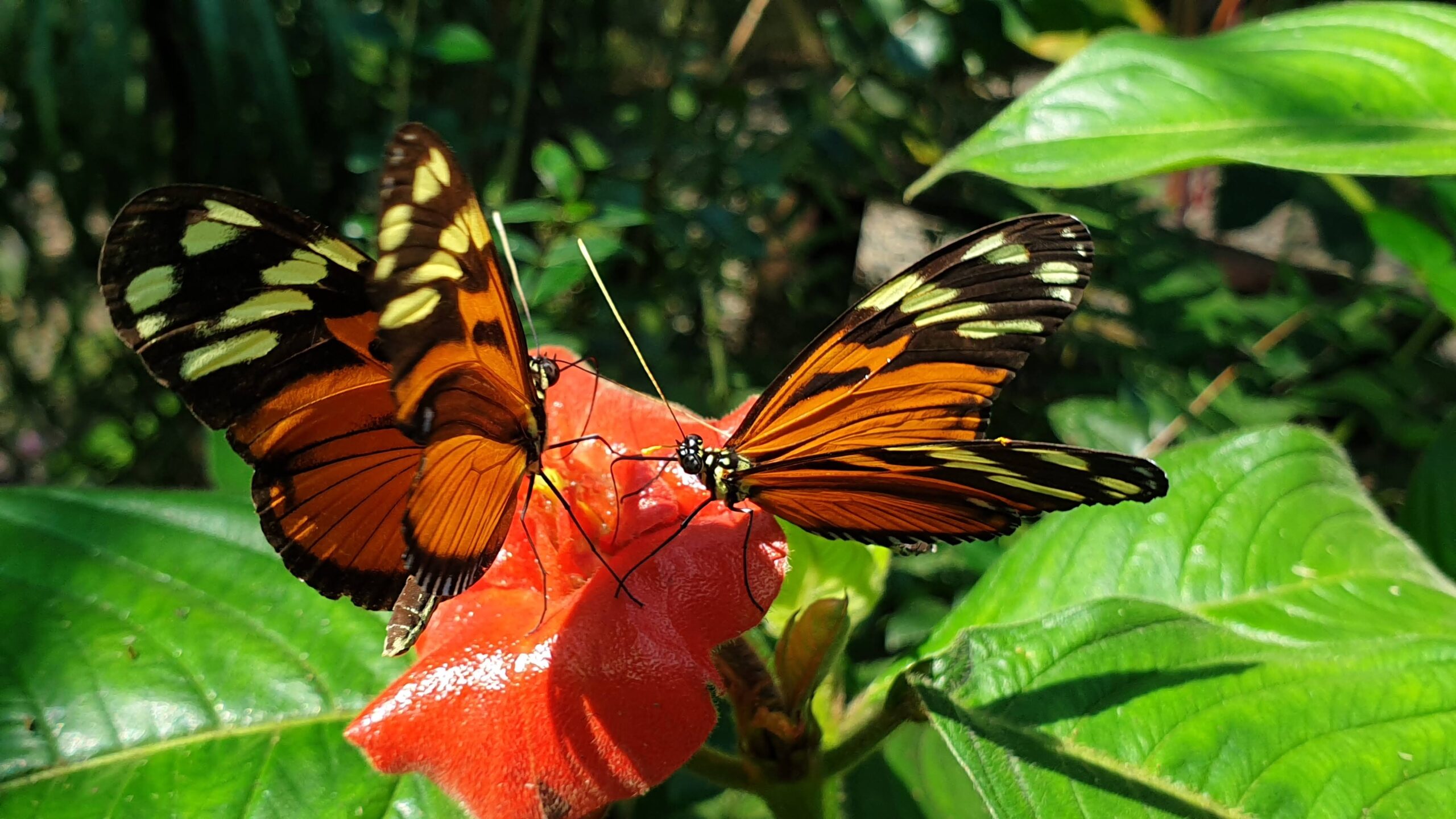 Royal Butterflies - Costa Rica