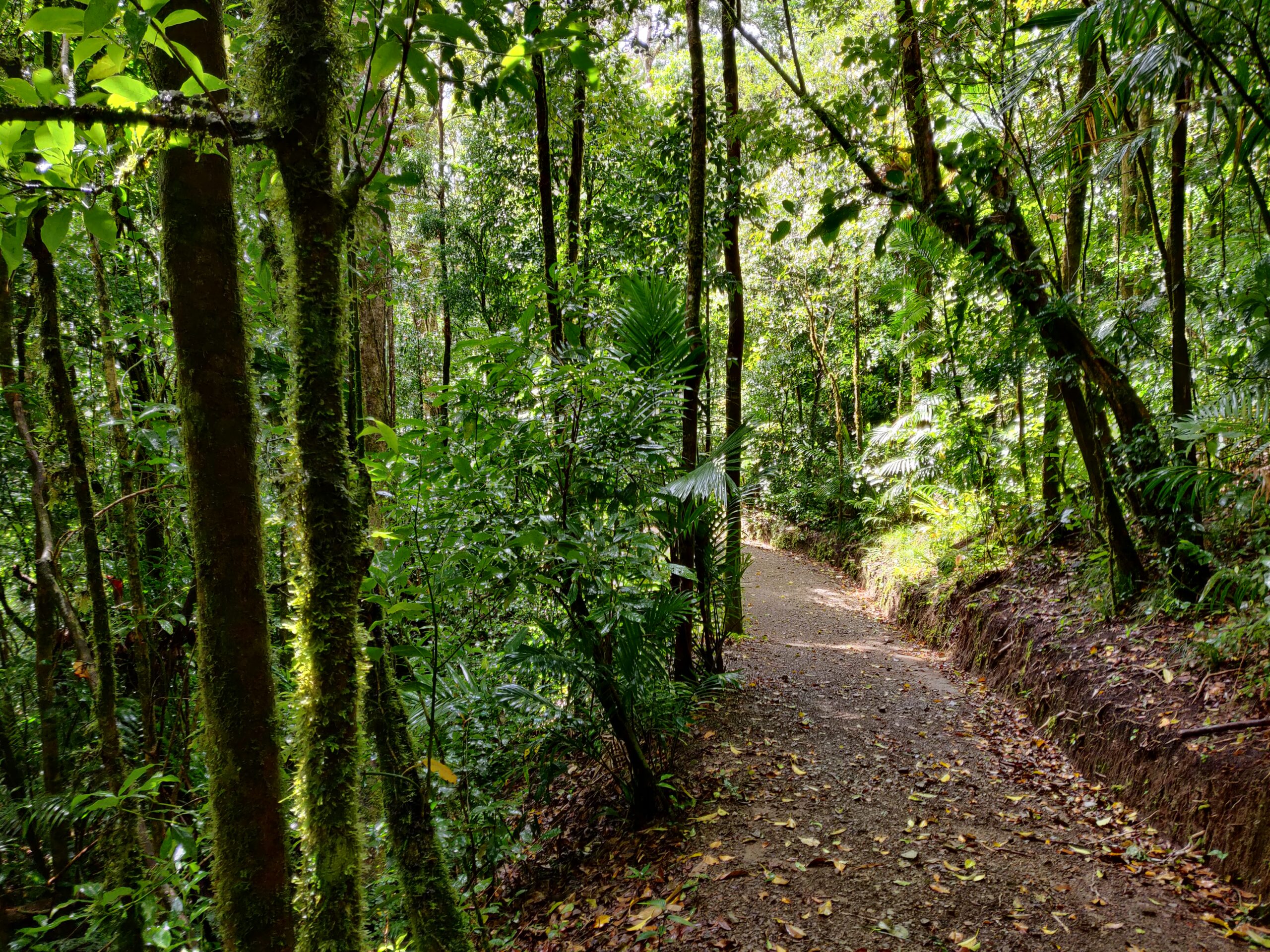 Curi-Cancha Reserve - Costa Rica
