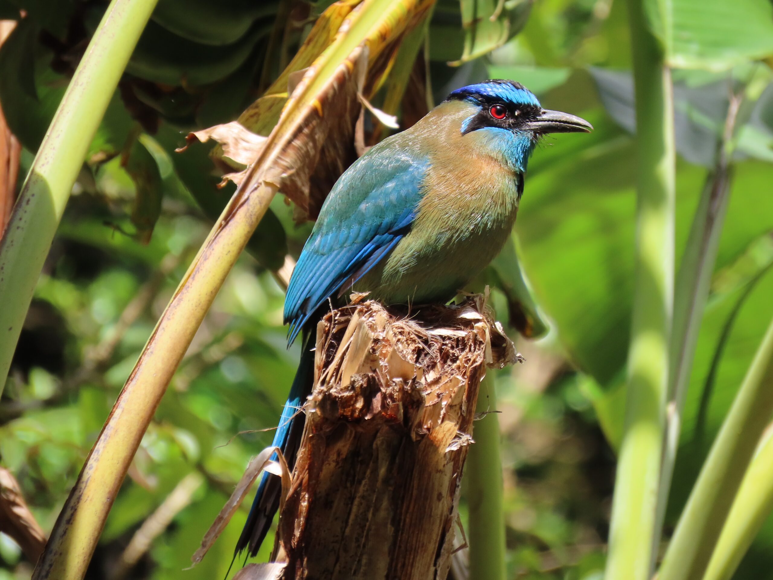 Curi-Cancha Reserve - Costa Rica