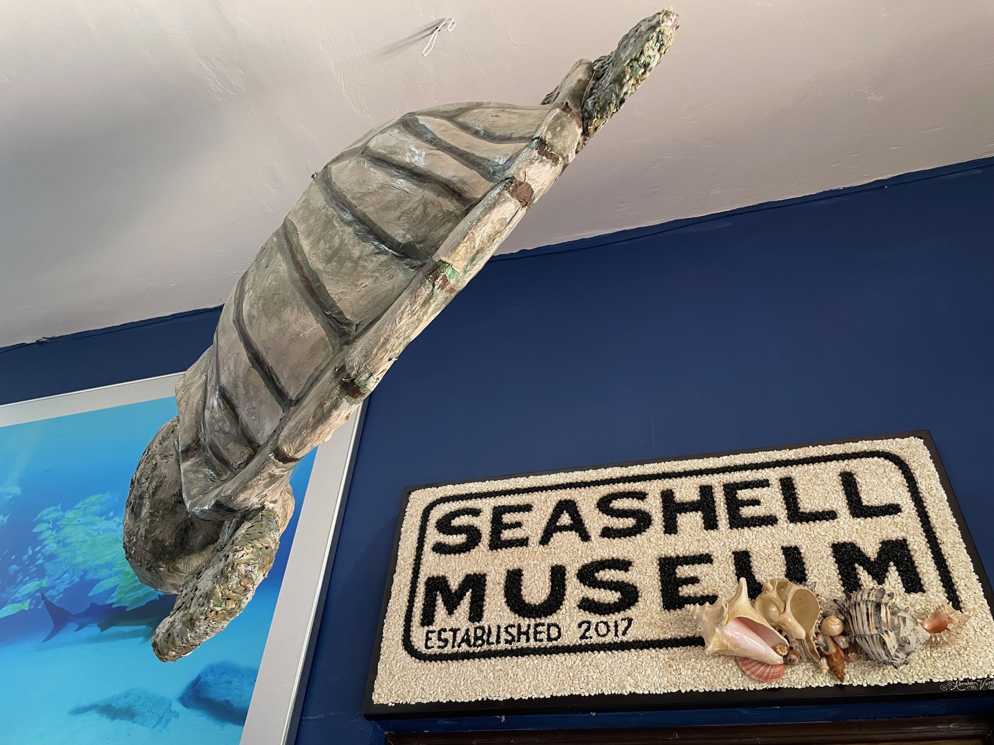 SeaShell Museum in Rocky Point finds new home @ CEDO | Casago Rocky Point