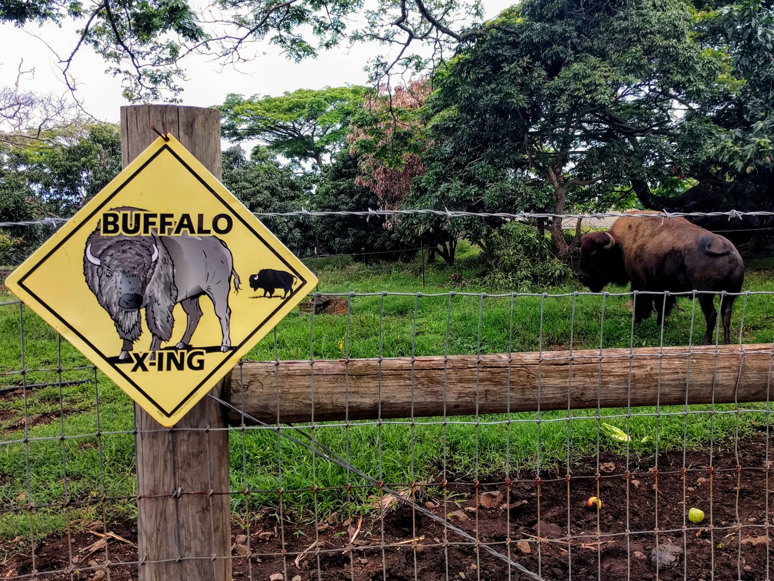 Three Ring Ranch Exotic Animal Sanctuary - Casago Kona Coast