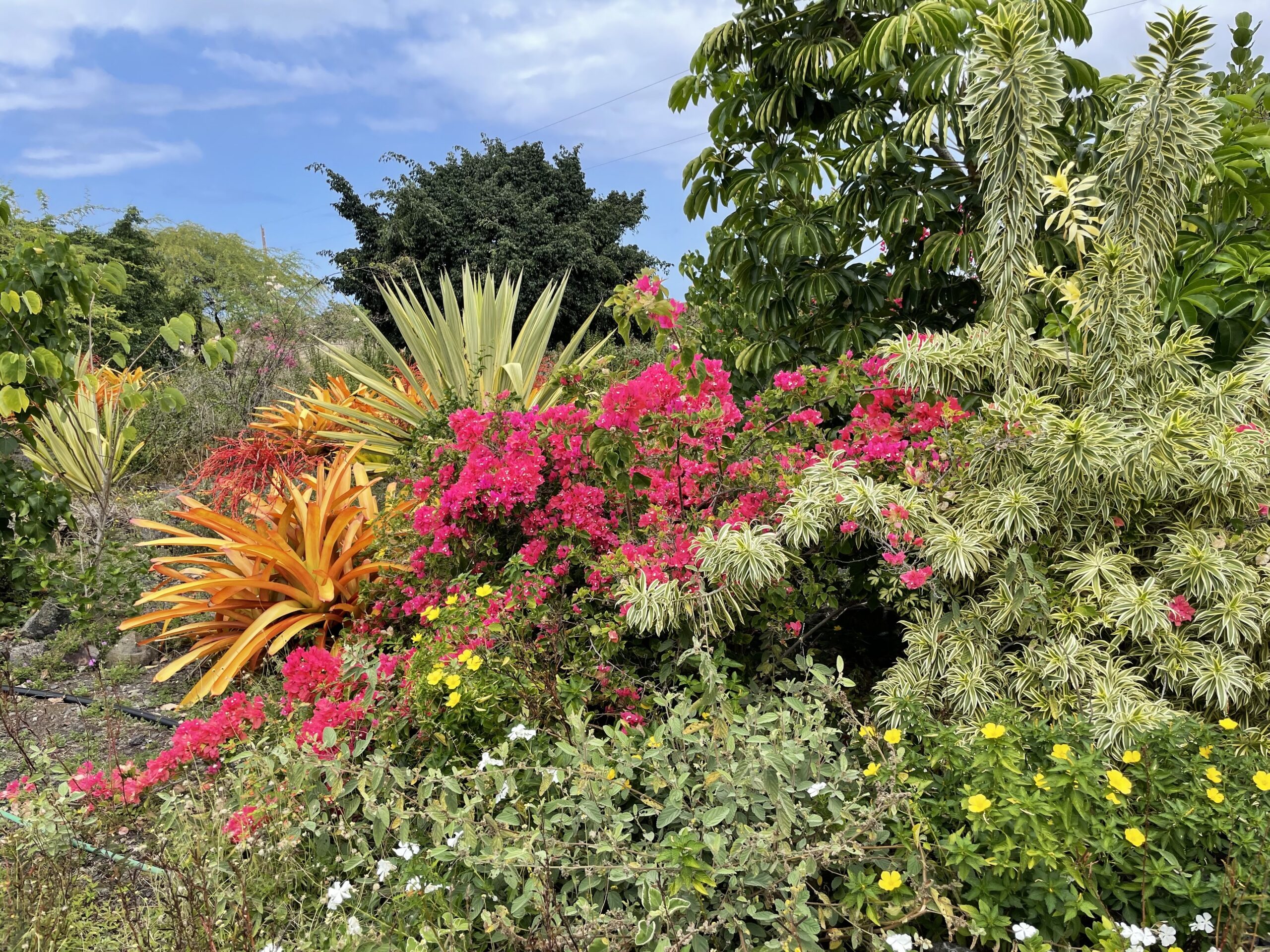Maka'eo Walking Path - Casago Kona Coast