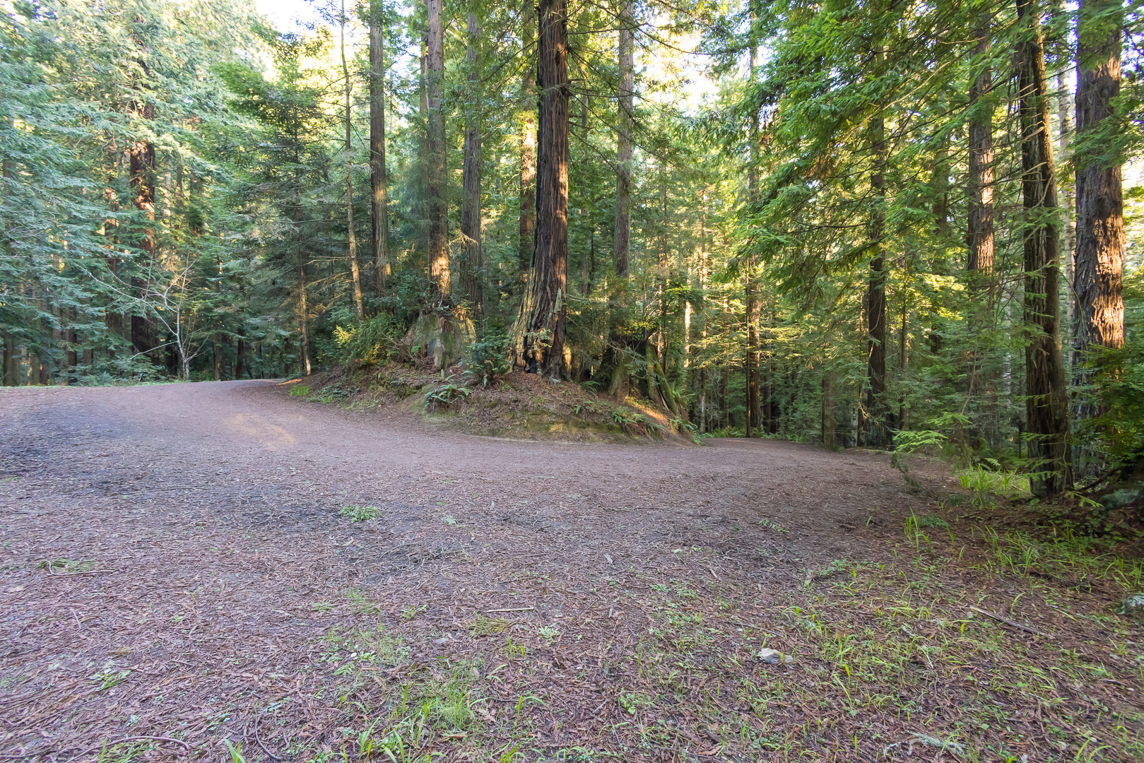 Arcata Community Forest - Redwood Coast Things To Do - Casago