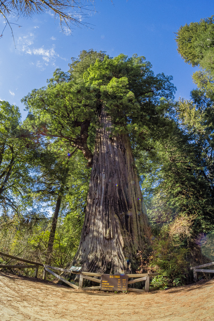 Big Tree Wayside - Top Outdoor Activities in the Redwood Coast