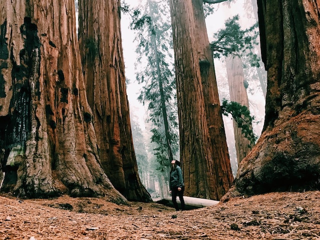 Our Guide to Redwood National Park - Casago Redwood