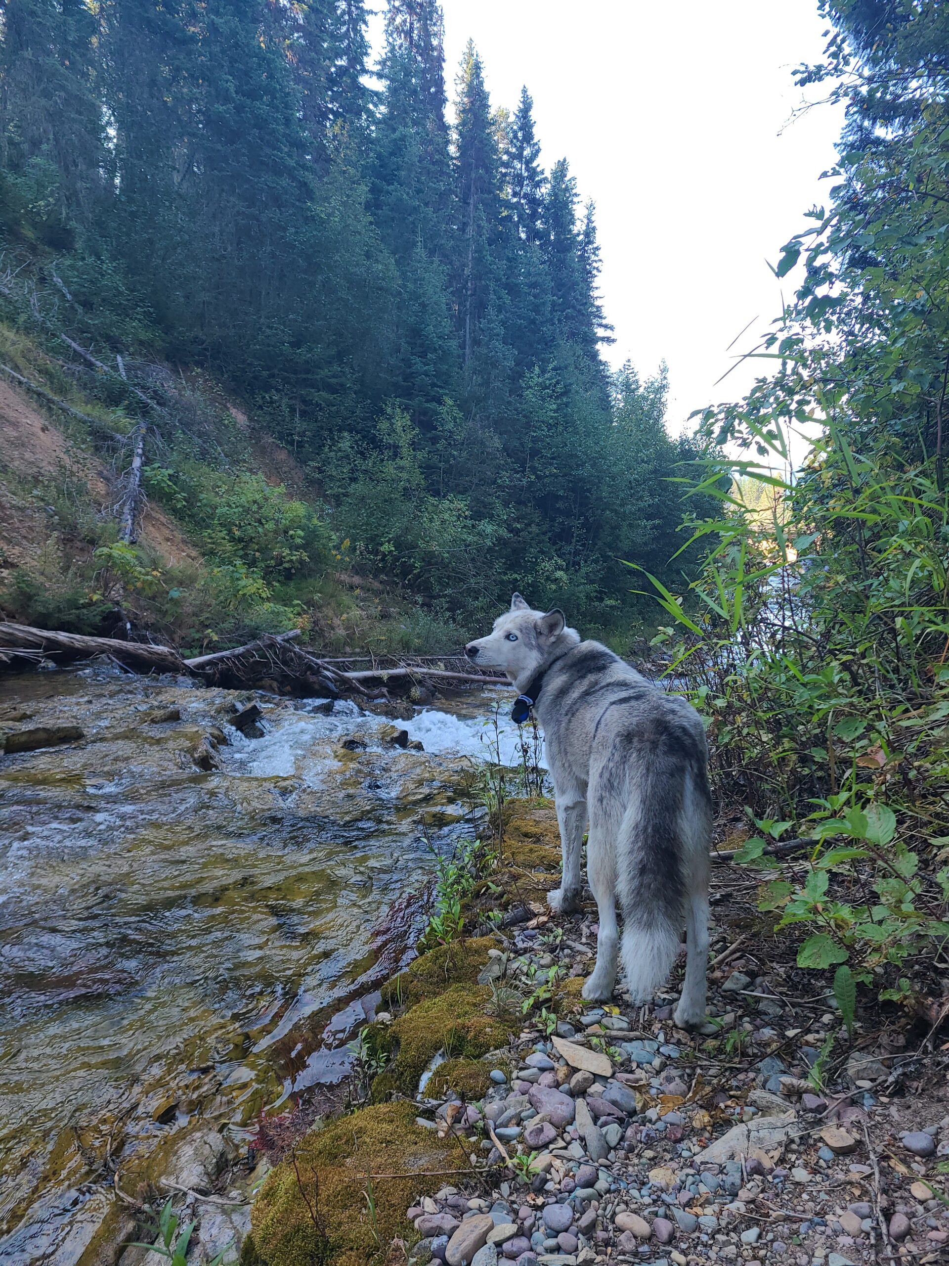 Great Northern Mountain | Whitefish
