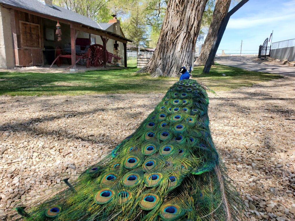 Cleo's Ferry Museum & Nature Trail - Garden Valley