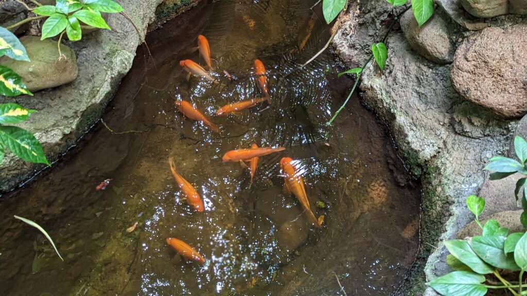 Rainforest Pyramid - Bolivar Peninsula